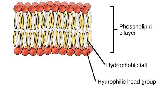 3.3 Lipids | Texas Gateway