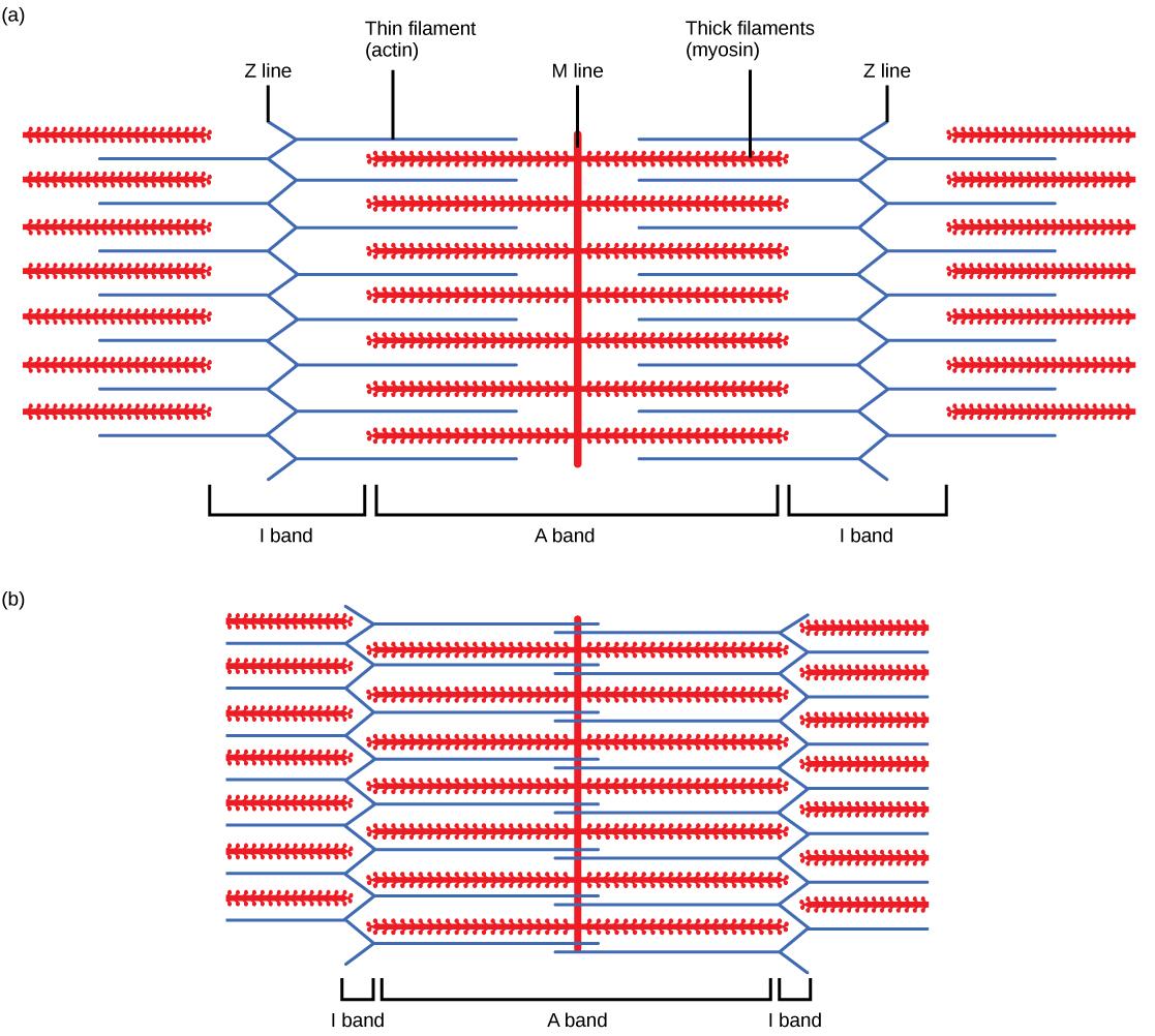 29.4 Muscle Contraction and Locomotion | Texas Gateway
