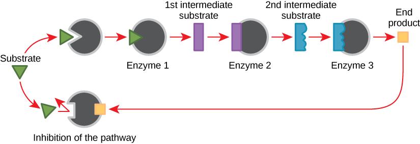 6 5 Enzymes Texas Gateway