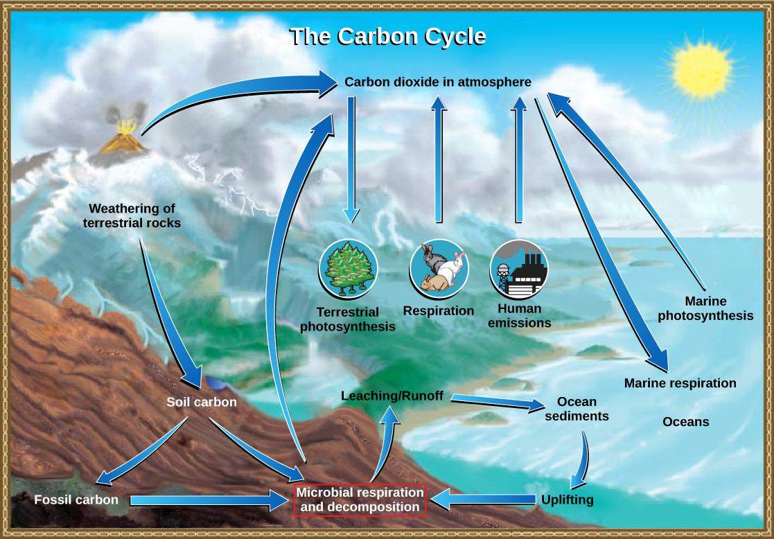 37.3 Biogeochemical Cycles | Texas Gateway
