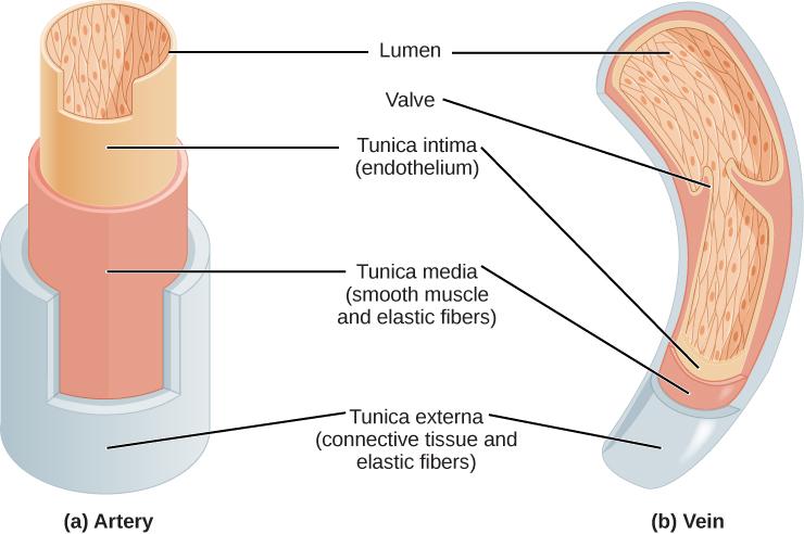31.3 Mammalian Heart and Blood Vessels | TEKS Guide