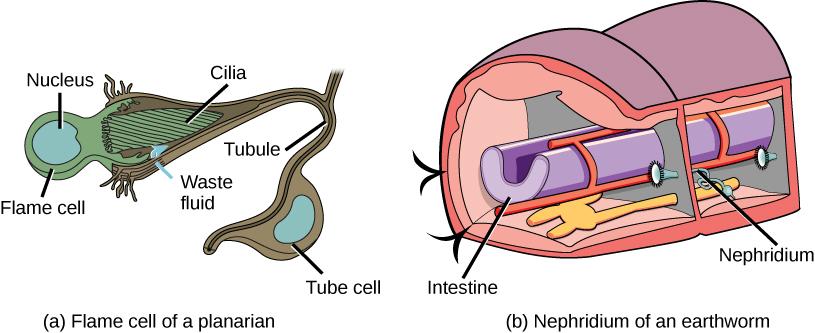 32.2 Excretion Systems | TEKS Guide