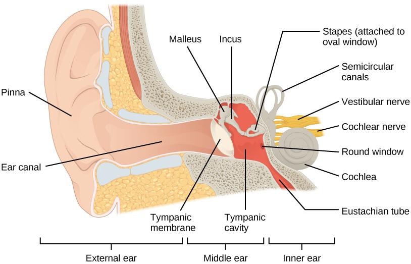 27.4 Hearing and Vestibular Sensation | TEKS Guide
