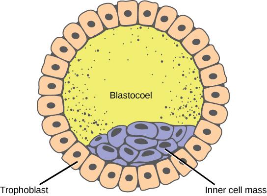 34.5 Fertilization and Early Embryonic Development | Texas Gateway