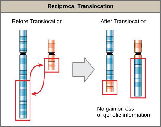 13.2 Chromosomal Basis of Inherited Disorders | Texas Gateway