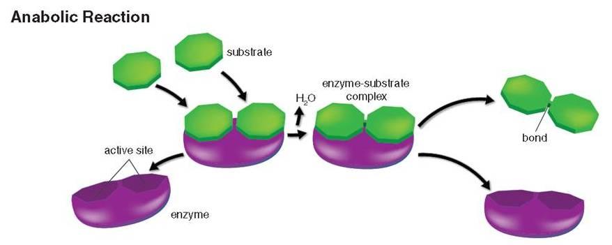 The Role of Enzymes | Texas Gateway