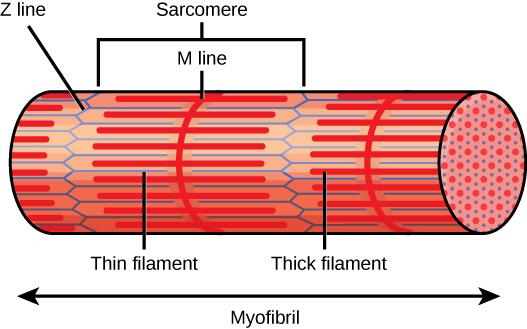 29.4 Muscle Contraction and Locomotion | TEKS Guide