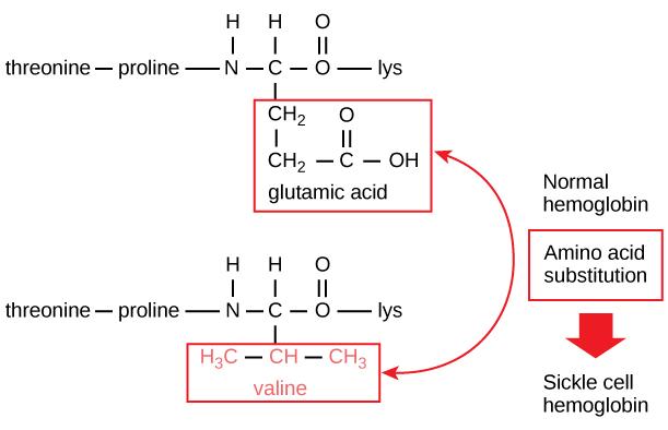 3.4 Proteins | Texas Gateway