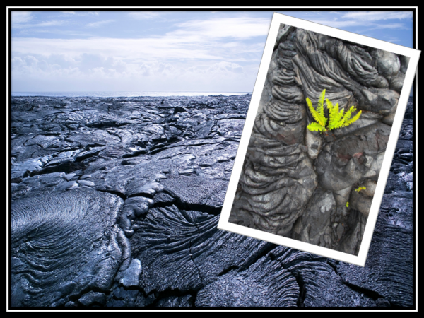 Ecological Succession | TEKS Guide