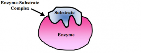 Enzymes | Texas Gateway