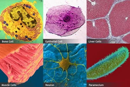 Cell Comparisons | Texas Gateway
